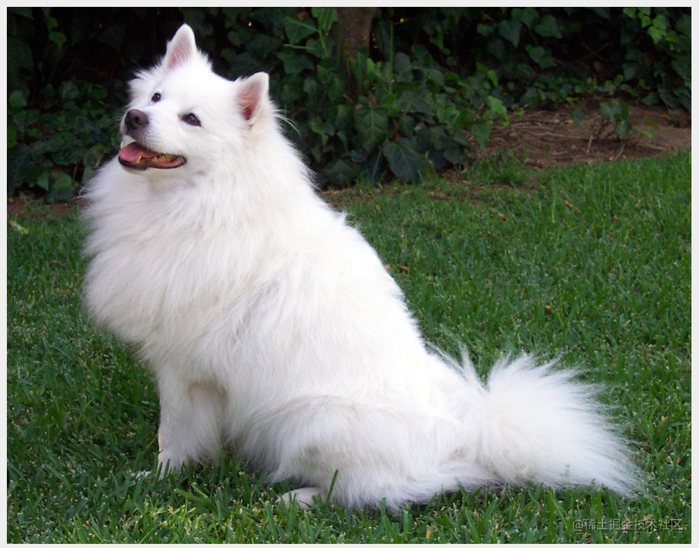 从零手写Resnet50实战——利用 torch 识别出了虎猫和萨摩耶 - 掘金