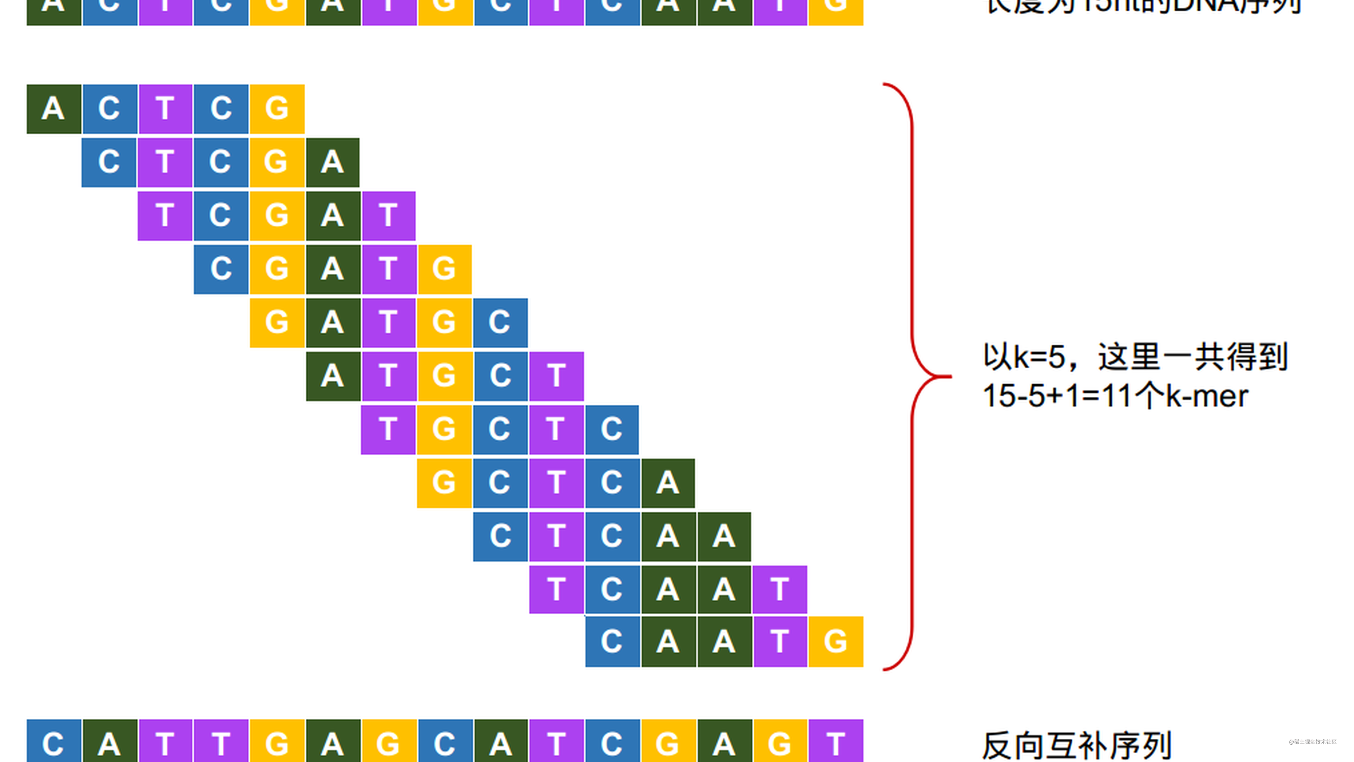 用k-mer分析进行基因组调查：（一）基本原理 - 掘金