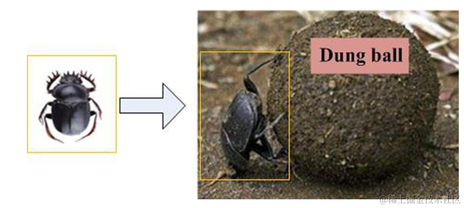 智能优化算法（源码）—蜣螂优化（Dung beetle optimizer，DBO）2022年11月27日，东华大学沈波 - 掘金